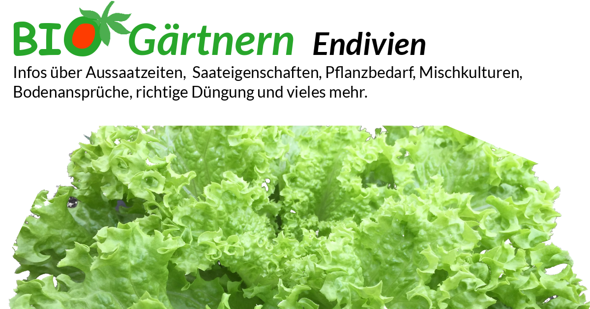 Endivie - biologisch anbauen